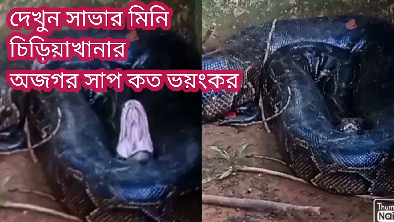 সাভার মিনি চিড়িয়াখানার অজগর সাপ //Savar mini zoo anake - YouTube