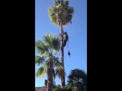 Manuel palm tree trimming and skinning - YouTube