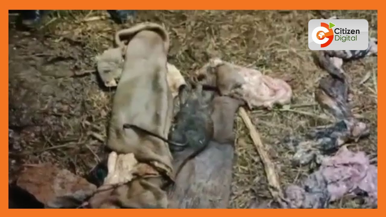 Suspected Notorious Cattle Thief Nabbed By Police In Mwea YouTube suspected-notorious-cattle-thief-nabbed-by-police-in-mwea-youtube