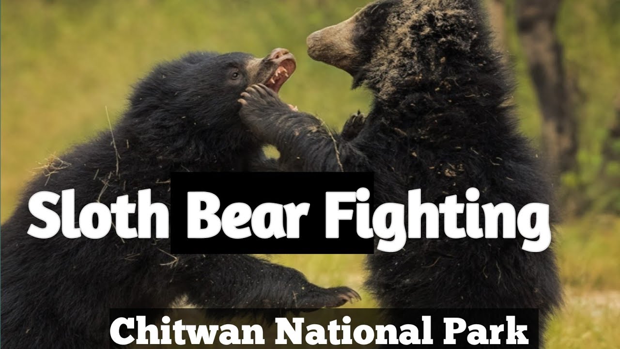 Sloth Bear Fighting ! Bear | Wildlife Of Nepal | Chitwan National Park ...