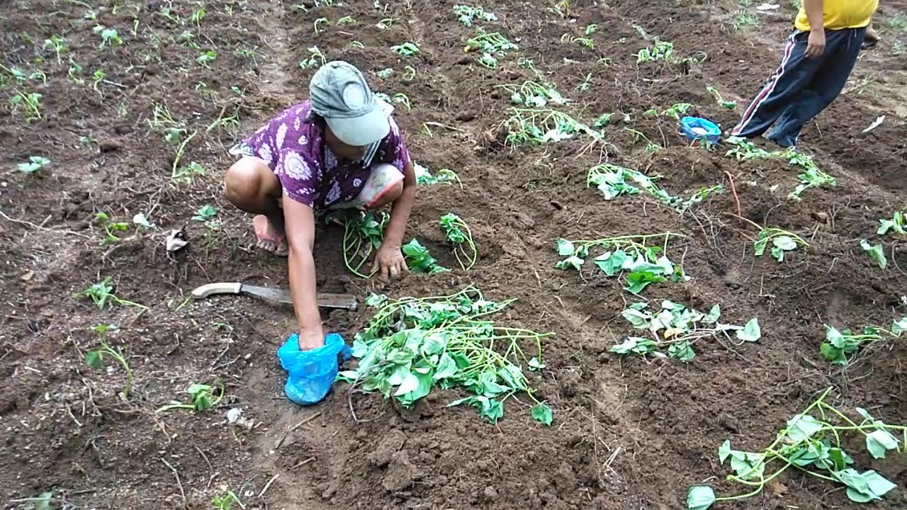 PLANTING SWEET potato or "camote"||SIMPLE LIFE in the Philippines - YouTube