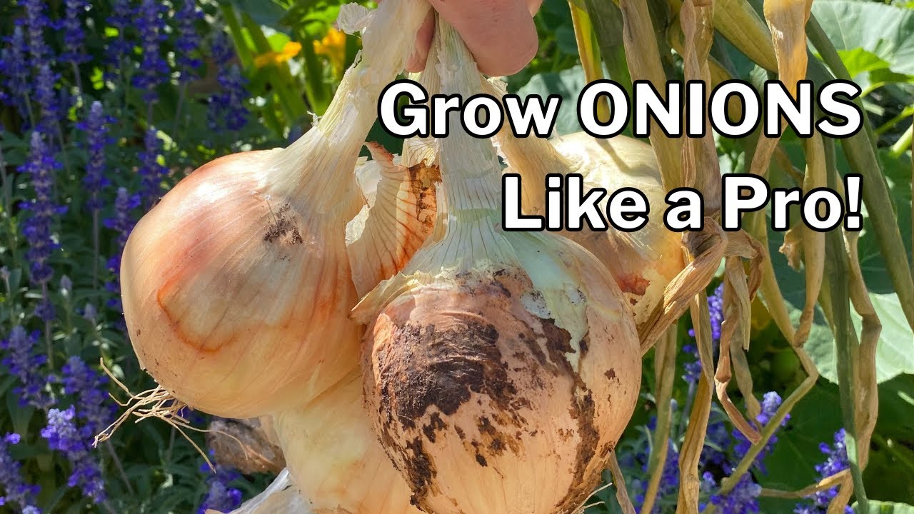 ONION GROWING GUIDE: plus TIPS for growing onions in HOT CLIMATES - YouTube