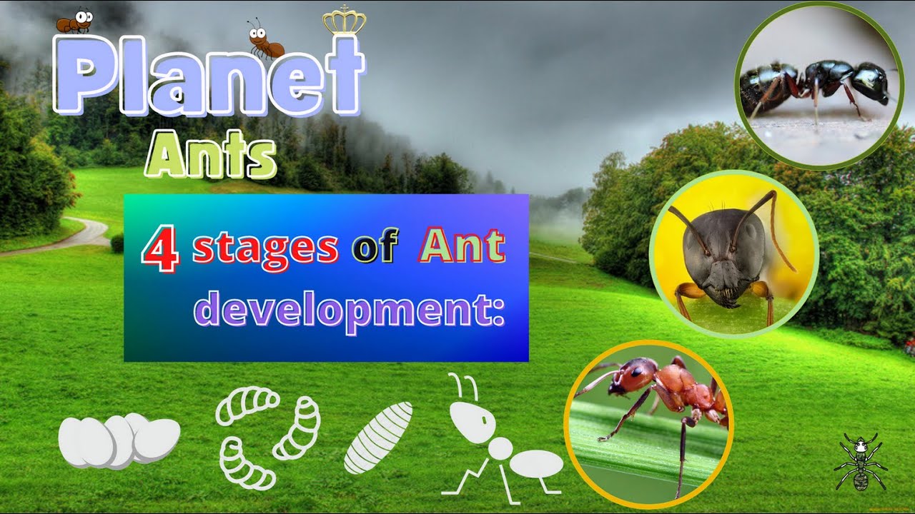Ant developmental stages. From egg to adult ant. Planet Ant - YouTube
