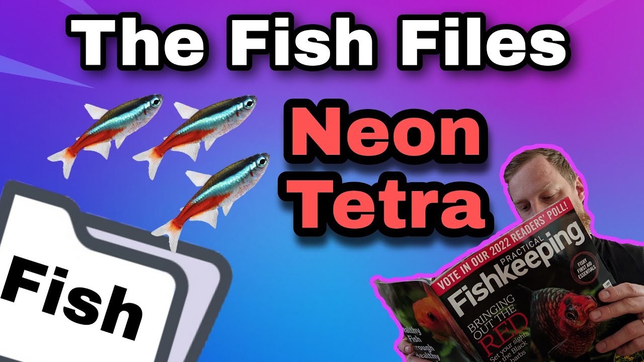 Fish-File The Neon Tetra - YouTube