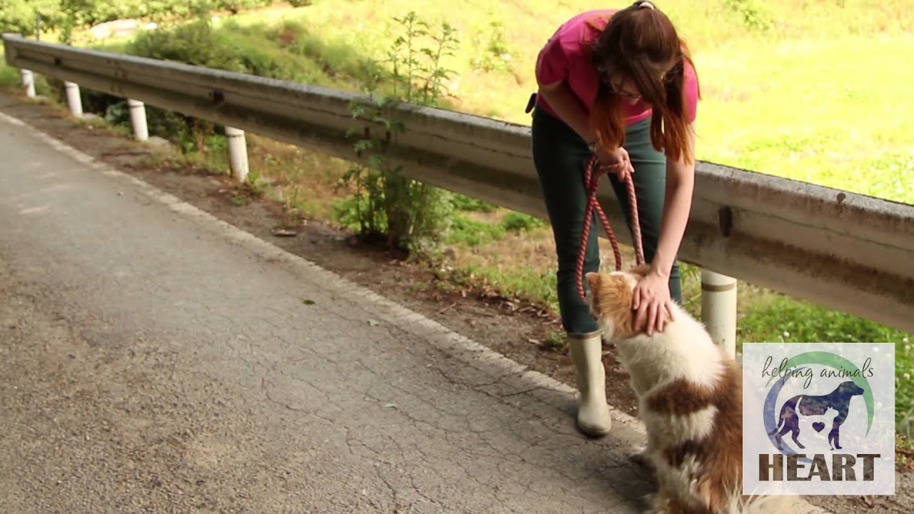 Fiji - Dogs for adoption at HEART Tokushima - YouTube