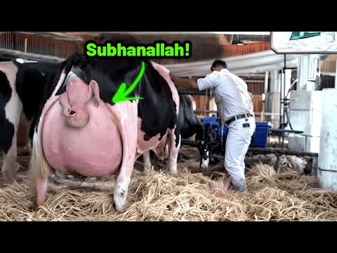 Bu Çiftçi, İneğinin Ne Doğurduğunu Görünce Çığlık Atmadan Duramadı! Subhanallah!