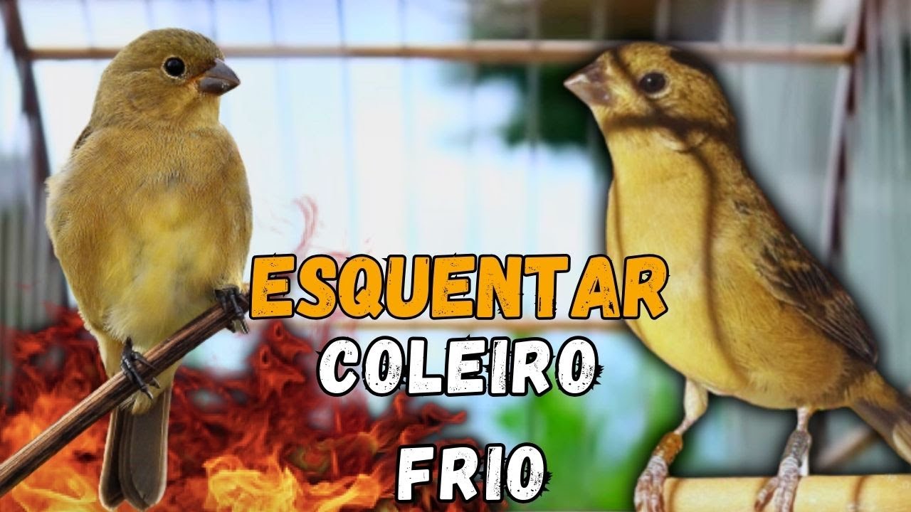 FÊMEA DE COLEIRO CHAMANDO QUENTE PARA ESQUENTAR COLEIRO RÁPIDO - YouTube