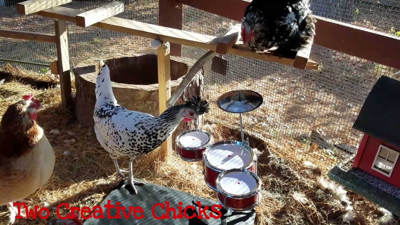 Drumming Chickens - YouTube