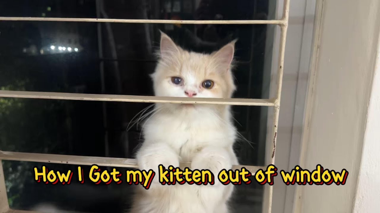 How I got My Trapped Kitten Out of Window #kittten #funnyvideo - YouTube