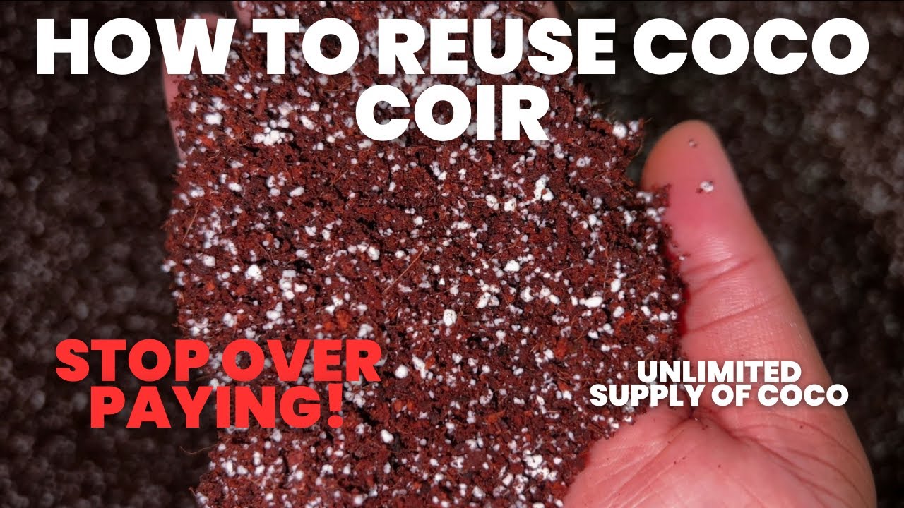 How To BUFFER & Reuse COCO COIR - Save Money & GROW Smarter - YouTube