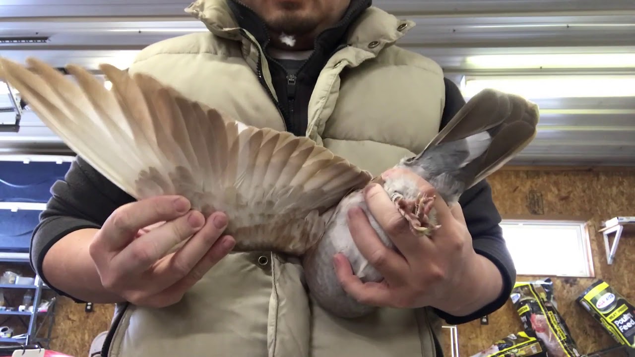 Red Meulemans Pigeons - YouTube