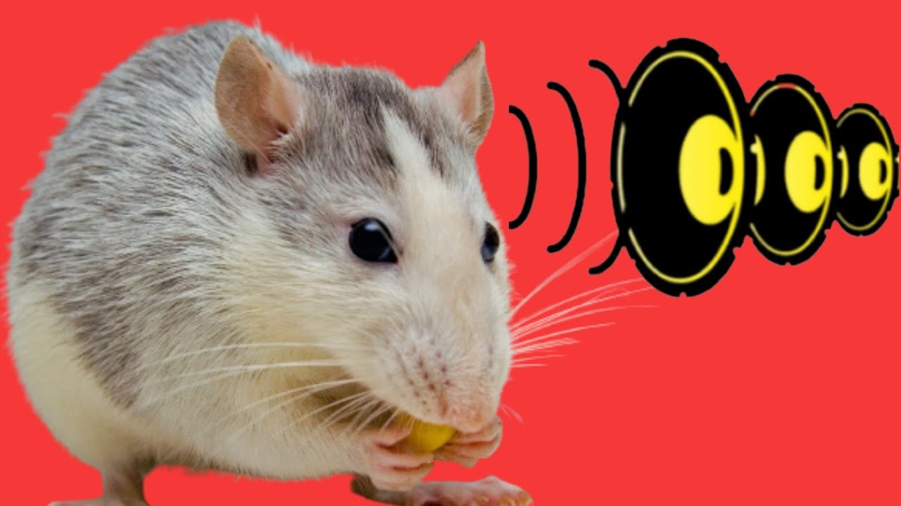 Barulho de rato - Som de Rato - Barulho de Rato gritando - Som de ...