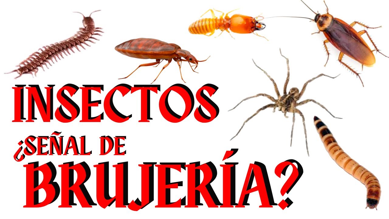 que PLAGAS ANUNCIAN BRUJERÍA? SIGNIFICADO de los INSECTOS en la magia # ...