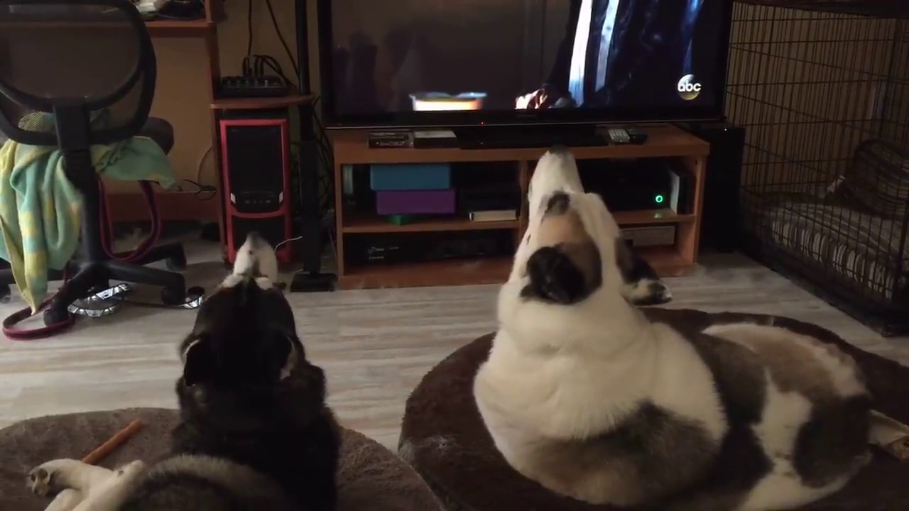 Husky Singing - YouTube