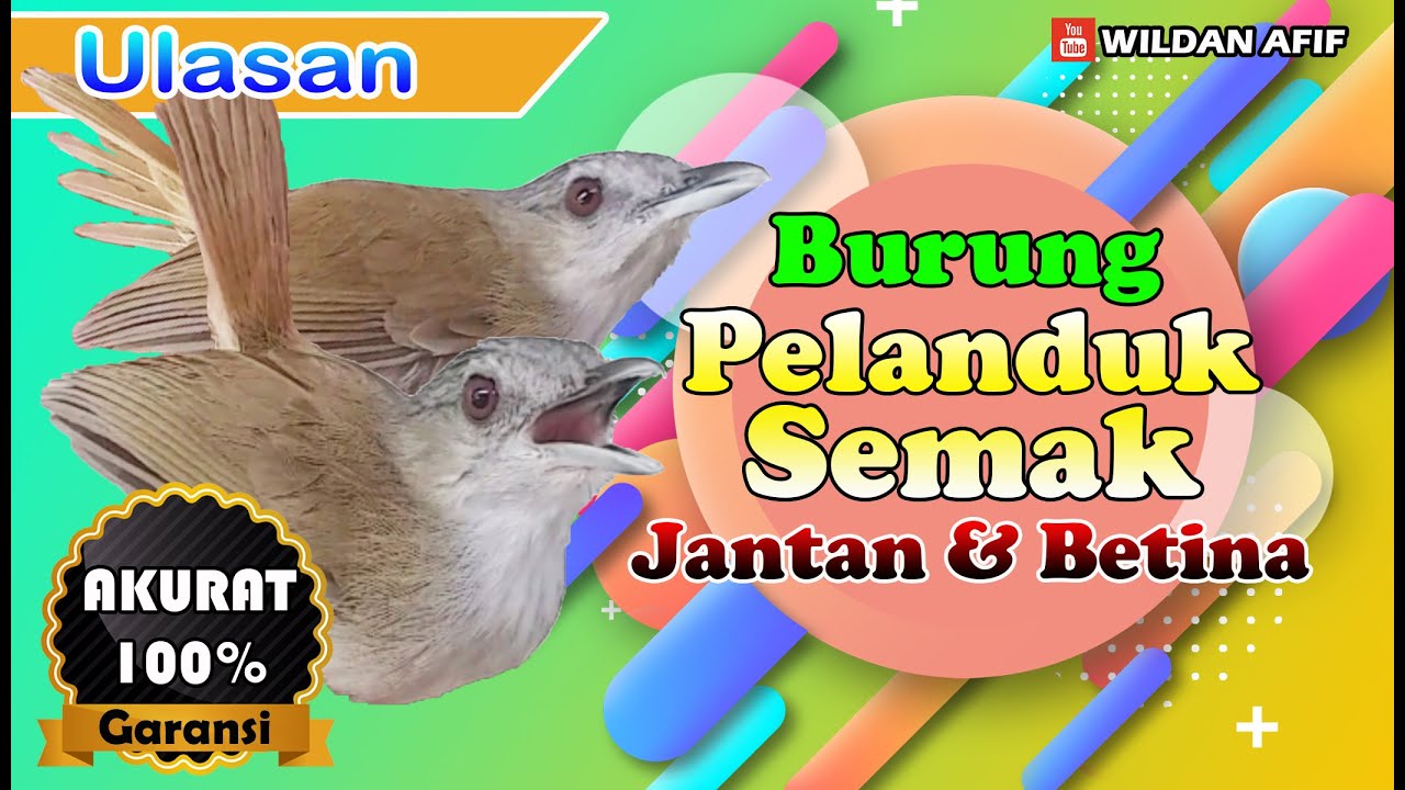 Cara membedakan burung pelanduk semak jantan dan betina | Garansi ...