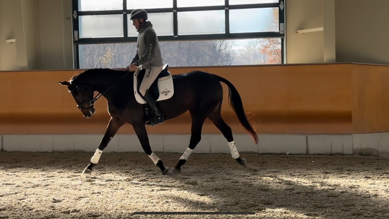 JiJi - owner update - Nov ‘24 - YouTube