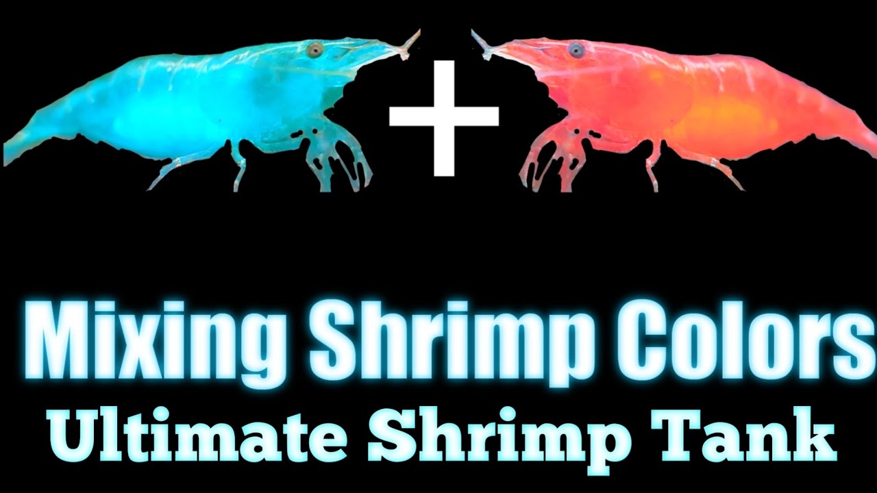 Mixing Shrimp Colors - Ultimate Shrimp Tank - YouTube