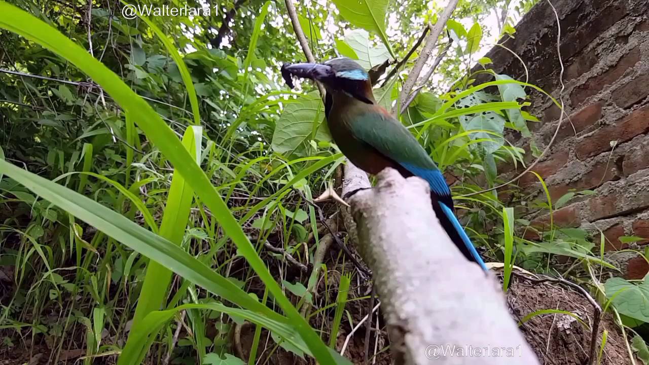 Torogoz alimentándose. - YouTube