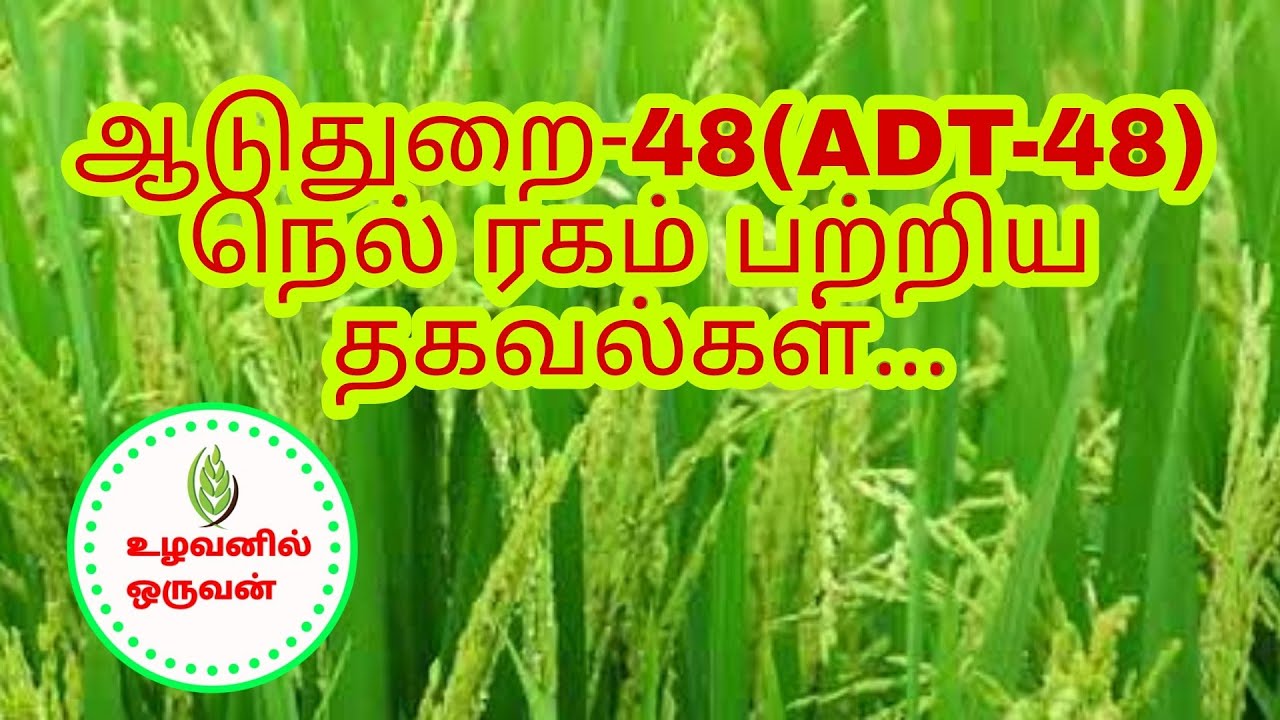 ஆடுதுறை-48(ADT-48) நெல் ரகம் பற்றிய தகவல்கள்... - YouTube