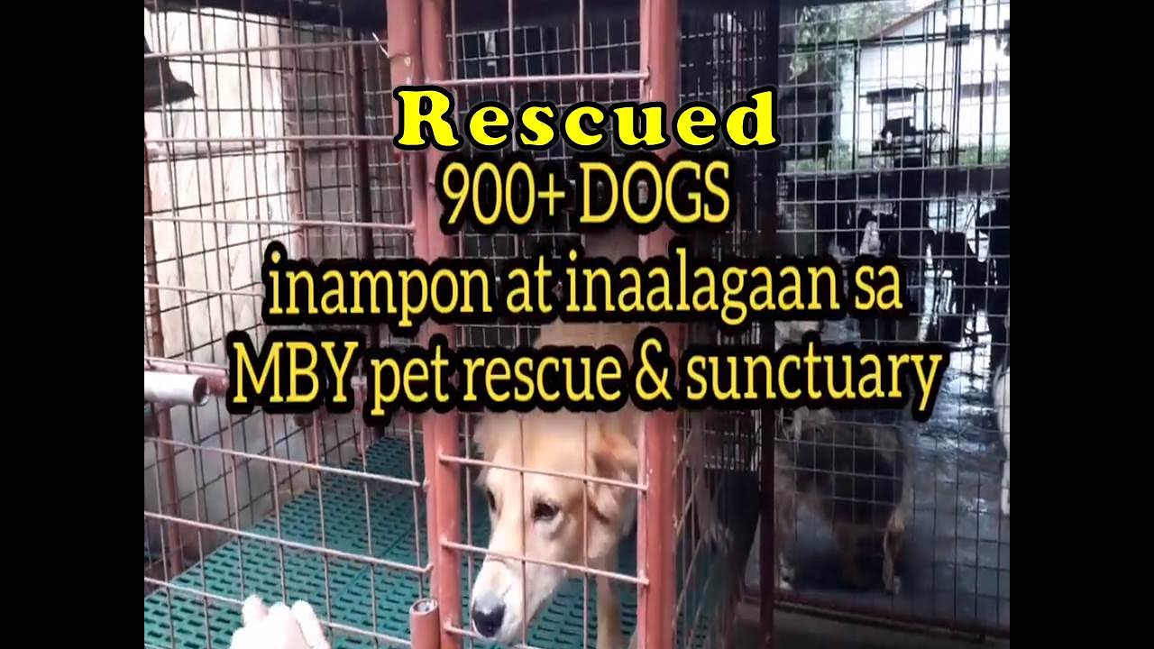 900 Dogs RESCUED - YouTube