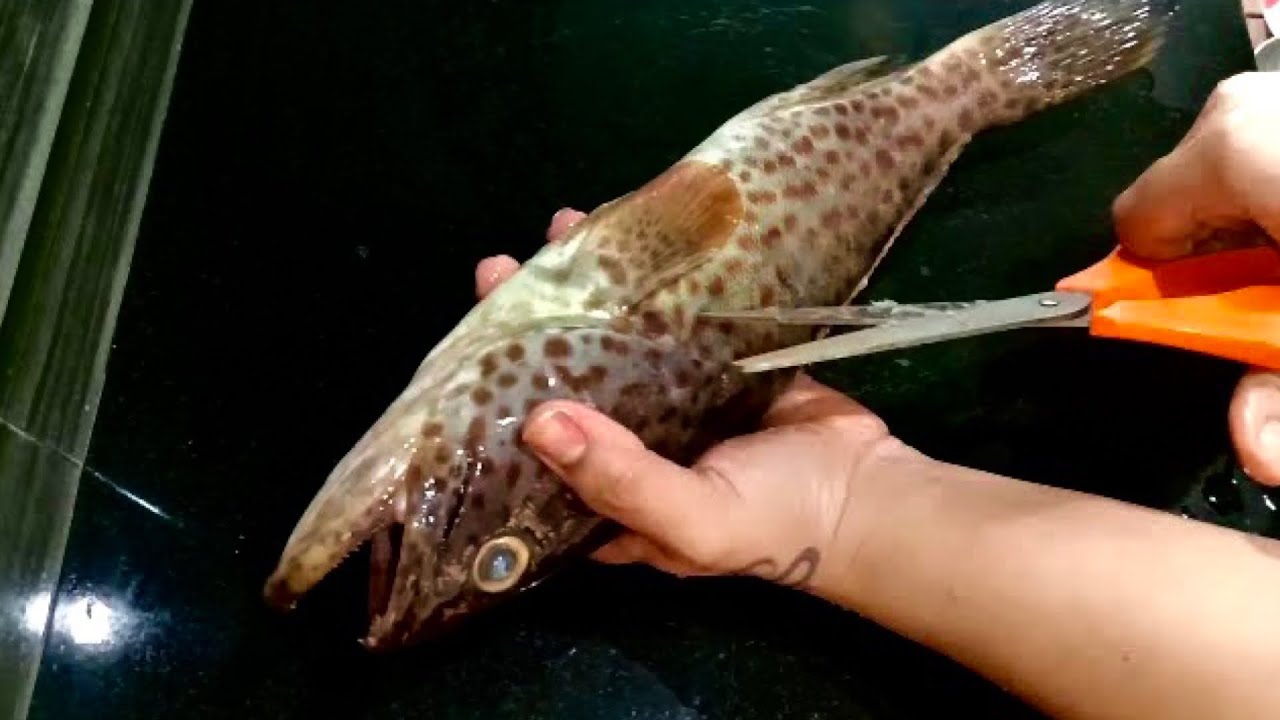 #home style hamour fish cutting #full fish for fry or grill #hamour ...