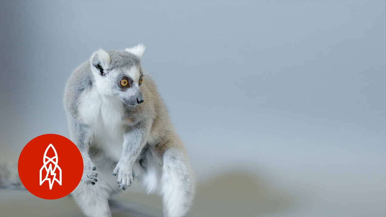 The Ring-Tailed Lemur Fights Off Deforestation - YouTube