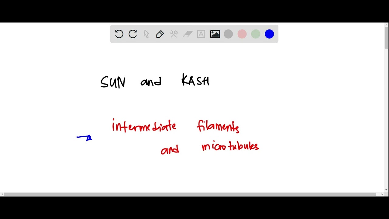 SUN-domain proteins and KASH-domain proteins are components of a ...