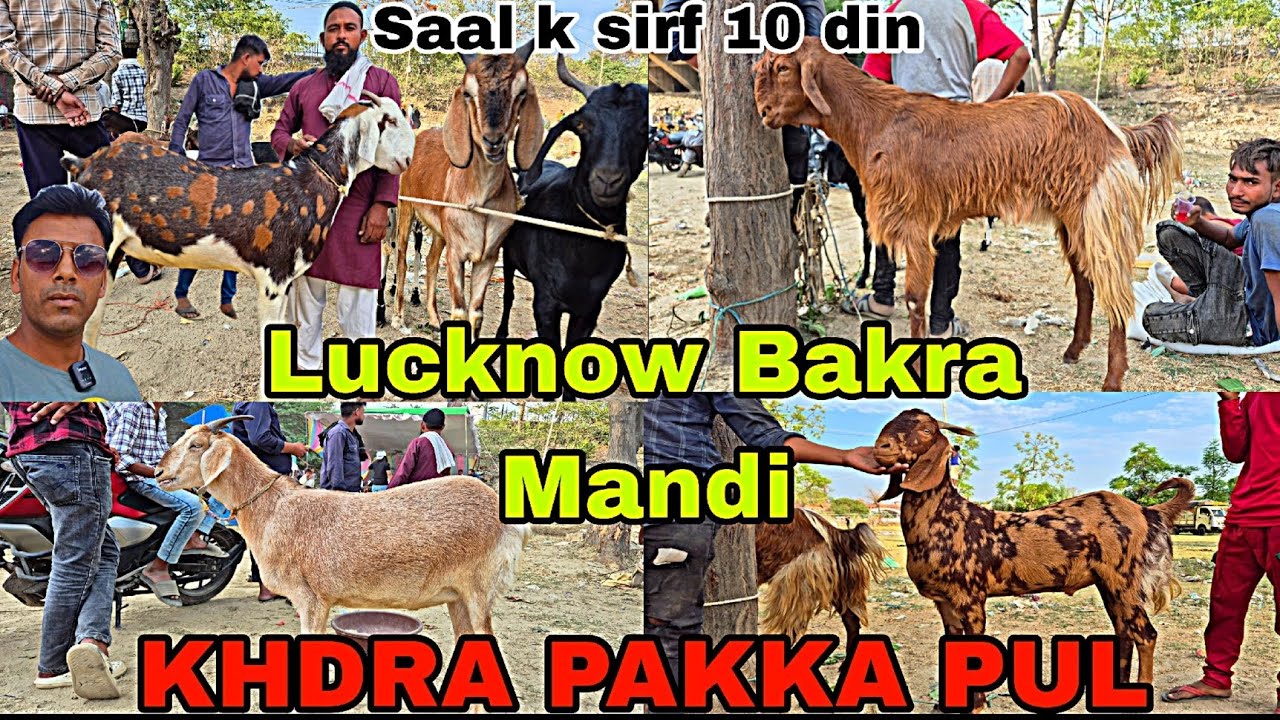 Lucknow Bakra Mandi || New Pakka Pul Khadra Lucknow - YouTube