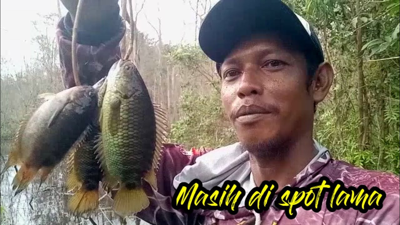 Semakin sore ikannya makin ganas || Mancing betok - YouTube