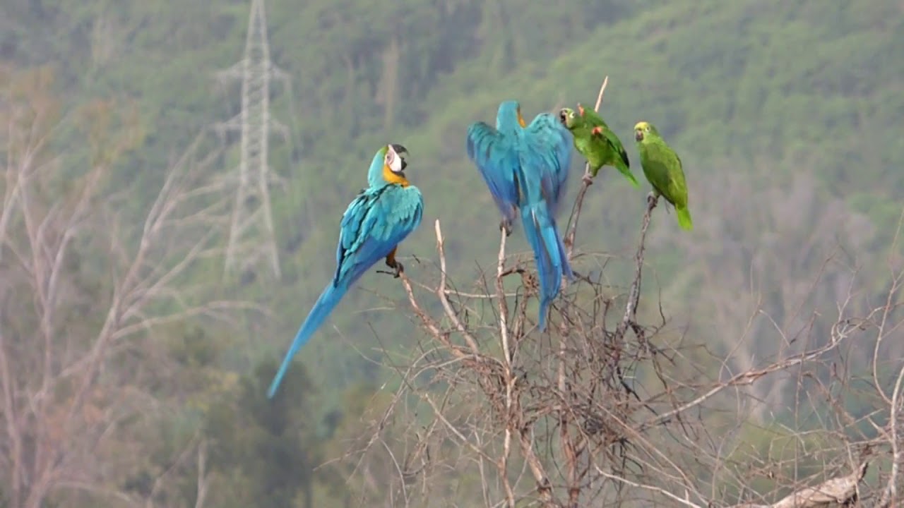 Loro real (Amazona ochrocephala) y guacamaya azul (Ara ararauna) - YouTube