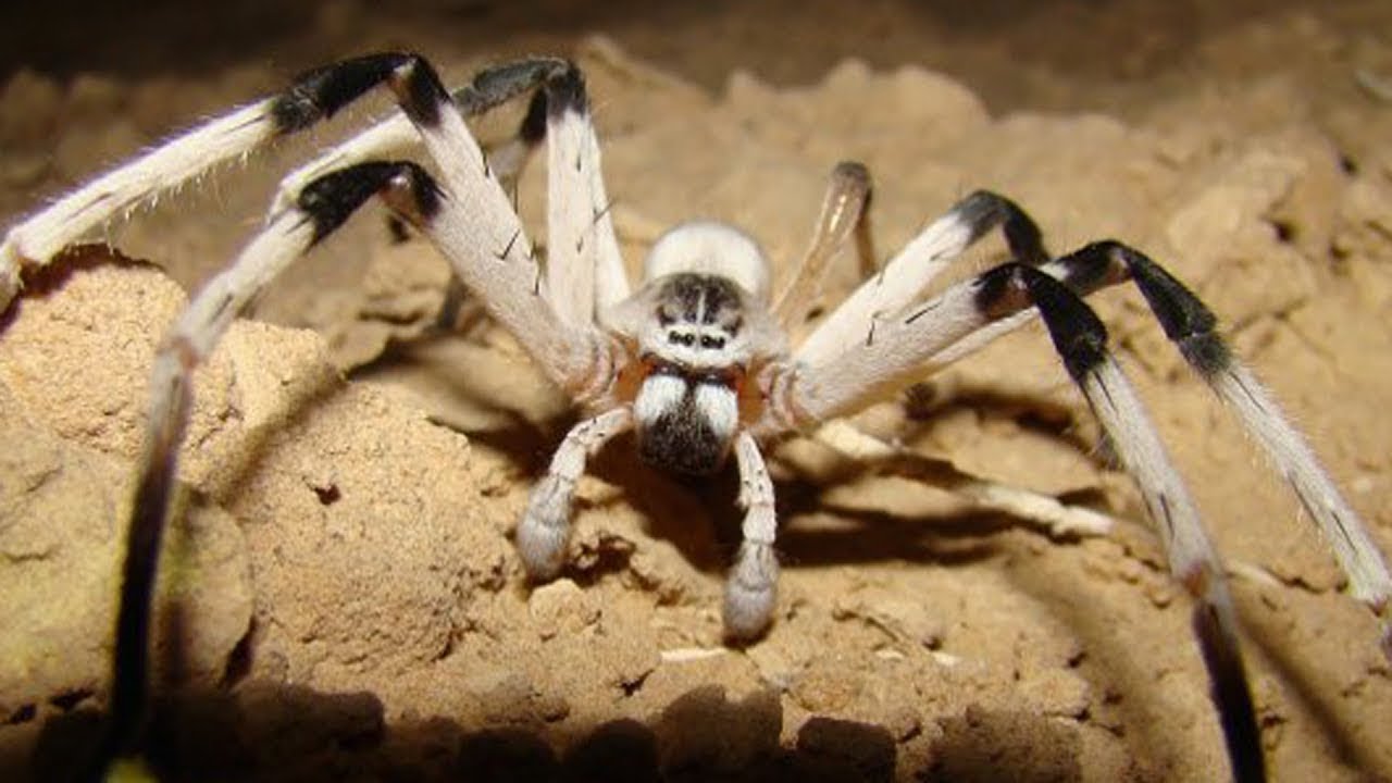 Top 10 Most Deadliest Spiders in the World - YouTube