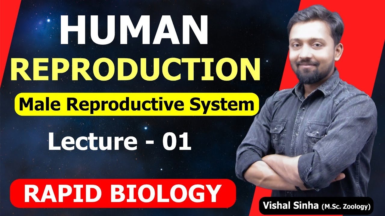 Human Reproduction | Male Reproductive System Lecture 1 | Rapid BIOLOGY ...