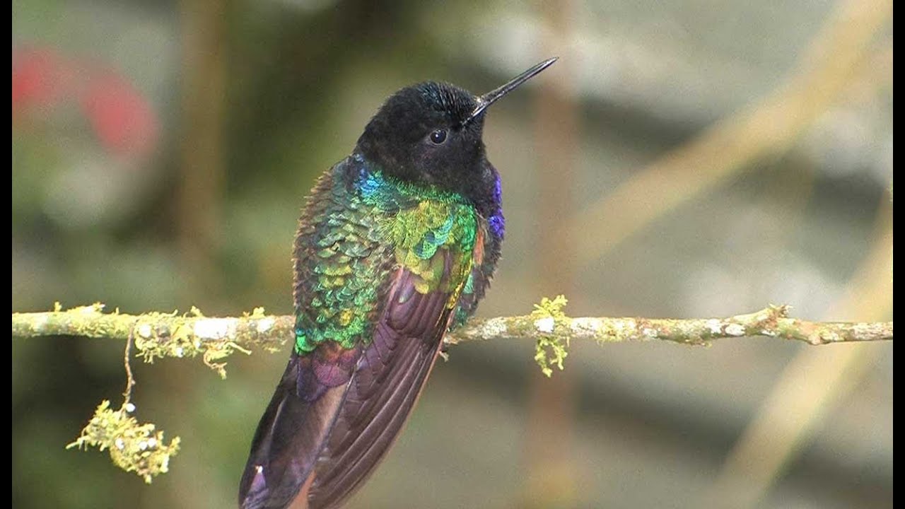 Stunning Hummingbirds TRAILER - YouTube