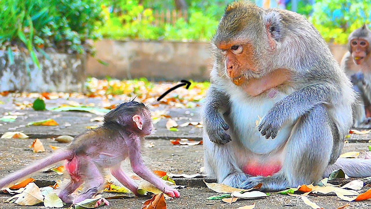 So Adorable..Really Cutie Baby EMOLY Tries To first Learning To Walk ...