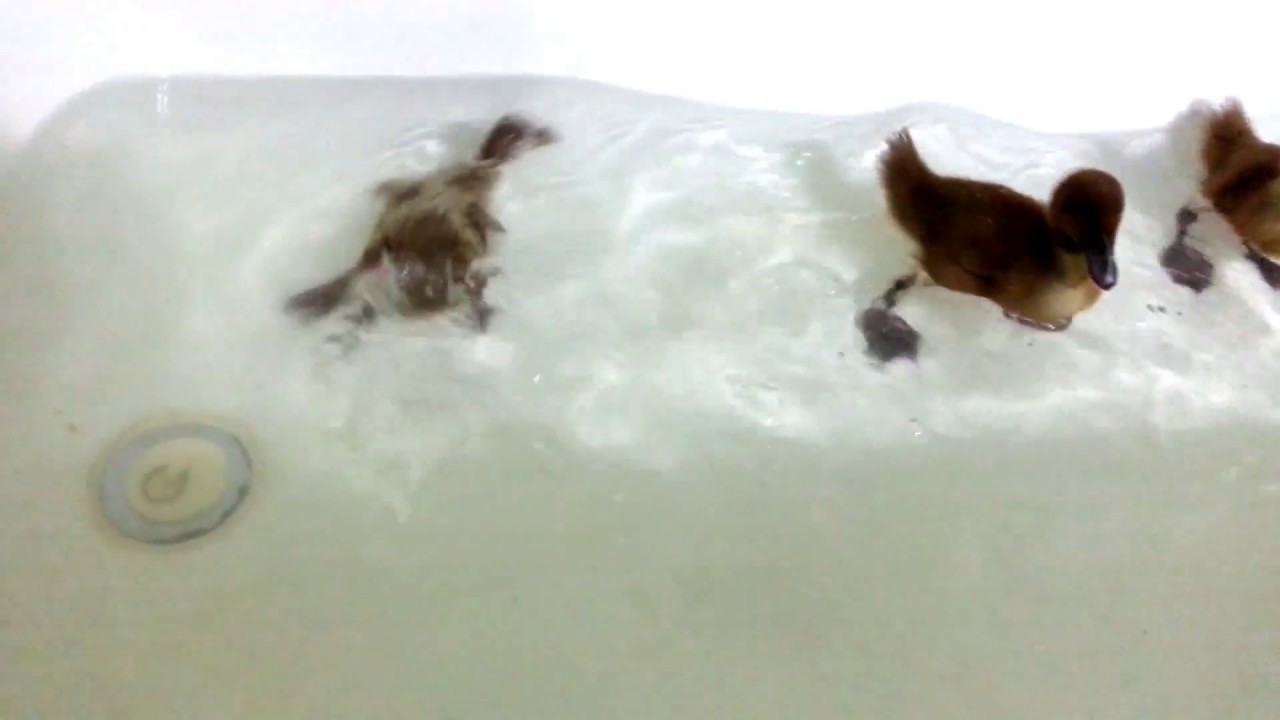 Duckling's First Bath - YouTube