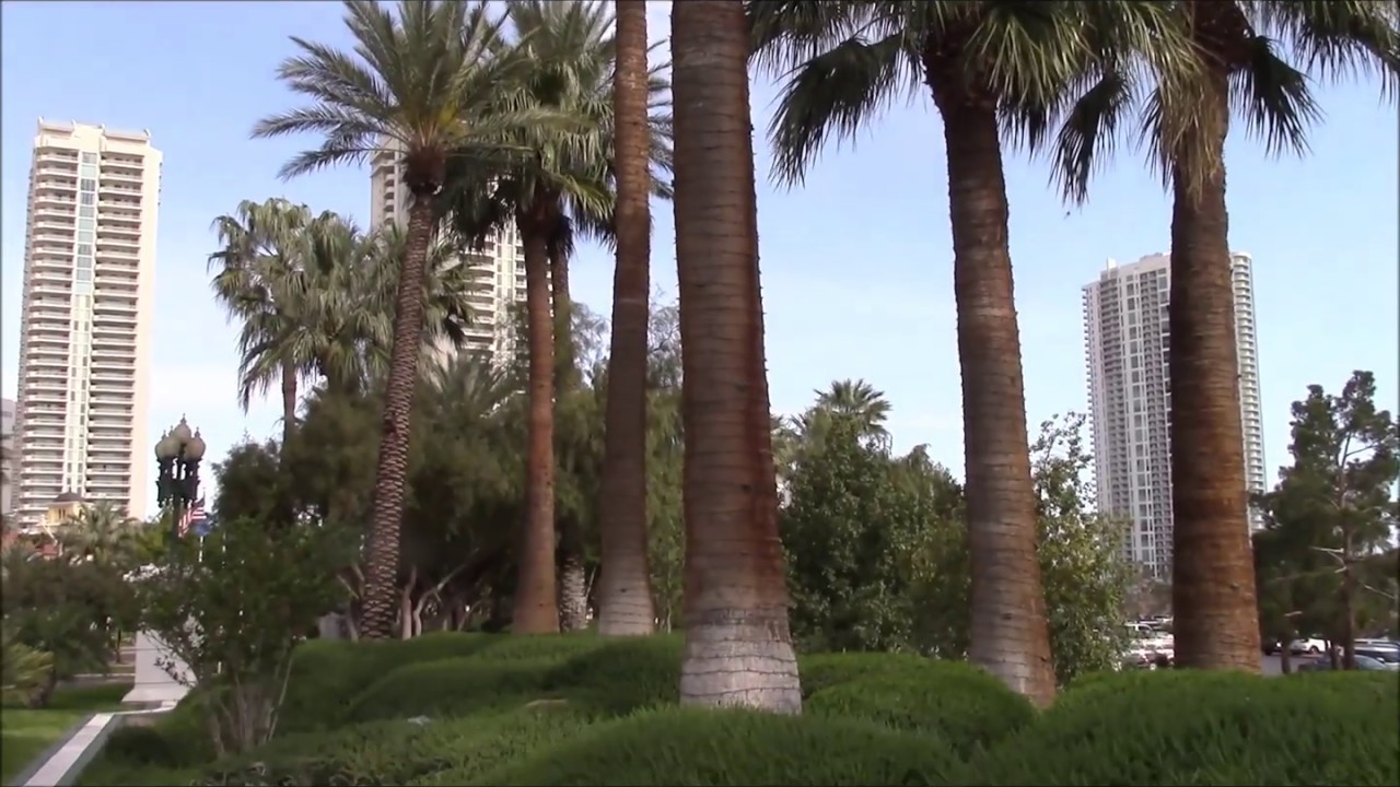 Washingtonia filifera California Fan Palm - YouTube