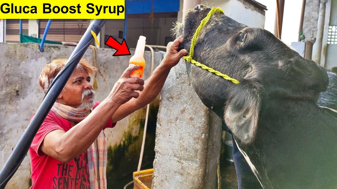 Cow Video | Gluca Boost | Best Syrup For Increase Energy Levels ...