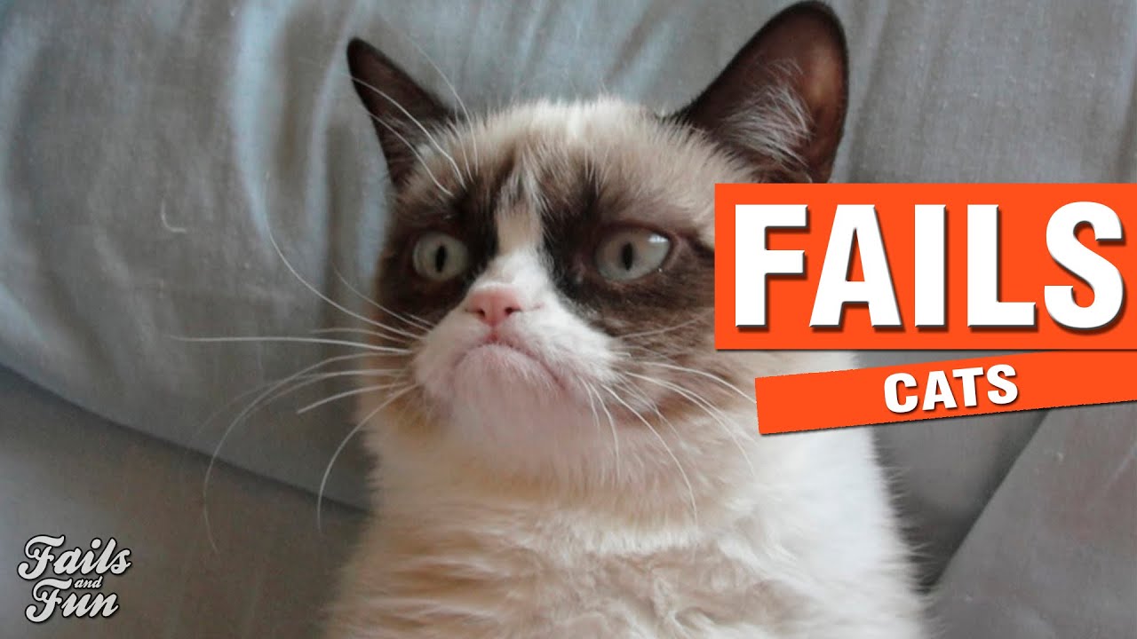 INTENTA NO REIRTE CON ESTE VIDEO 2 | Cat Fails Compilation | Vine ...