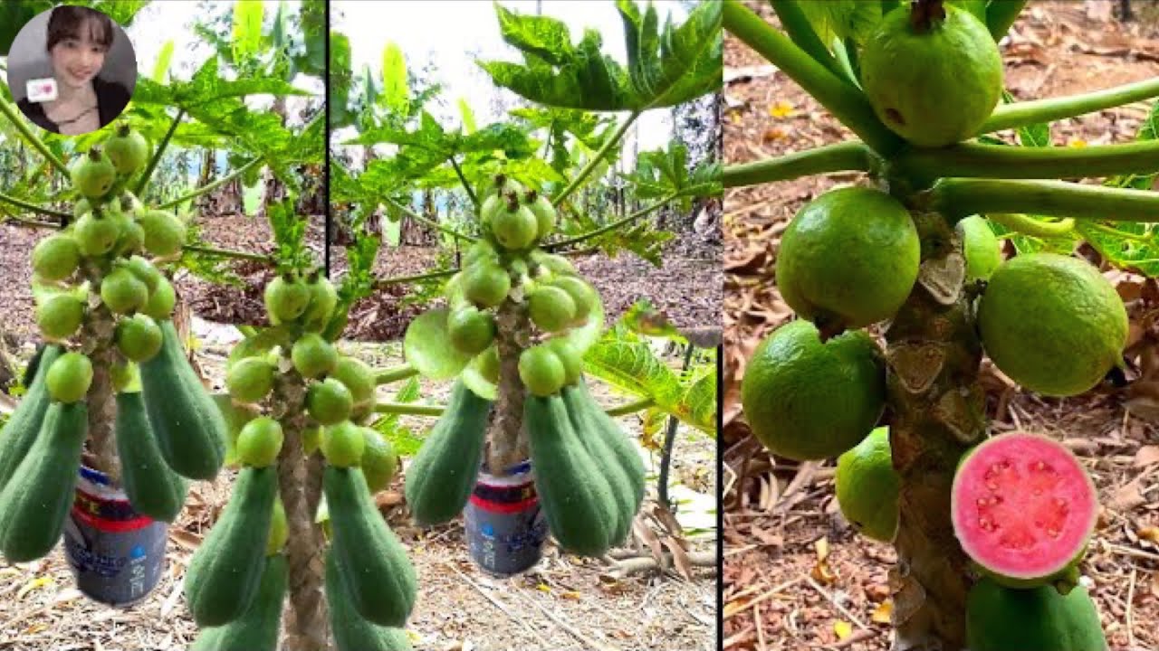 Surprise DIY | Best 7 Unique technique grafting guava and papaya ...