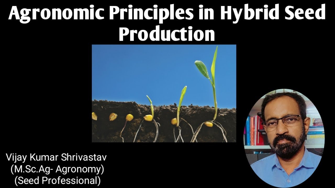 AGRONOMIC PRINCIPLES IN HYBRID SEED PRODUCTION - YouTube