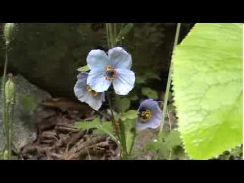 Aqulegia Pubiflora & Blue Poppy.