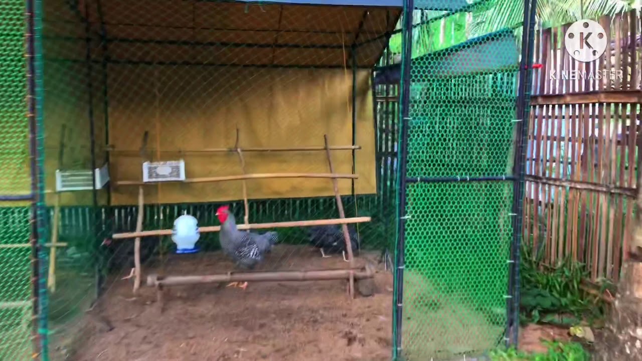 BREEDING PENS - YouTube