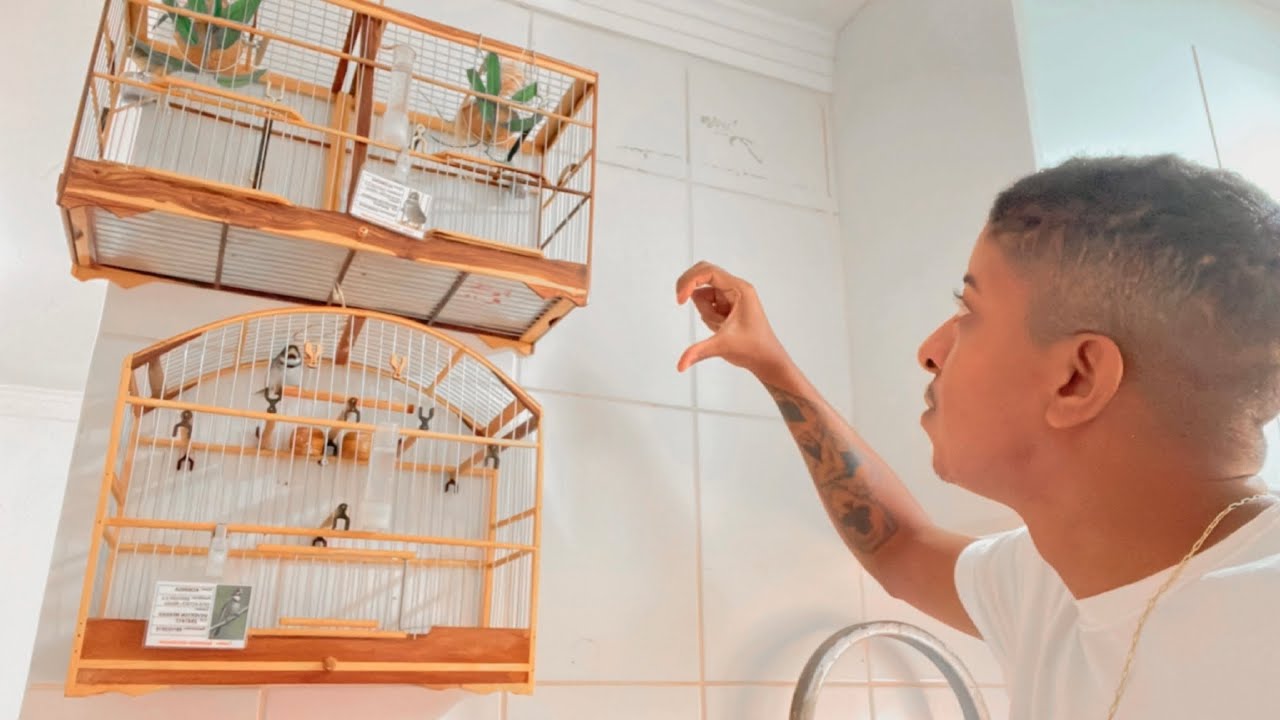 Tudo sobre acasalamento na Pratica , como por femea no seu passaro e ...