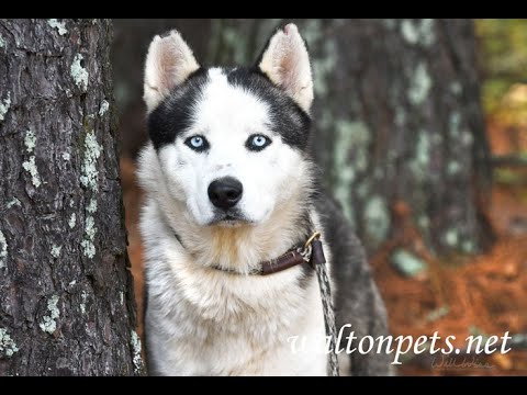 Siberian Husky "Lycan" for adoption at waltonpets.net - YouTube