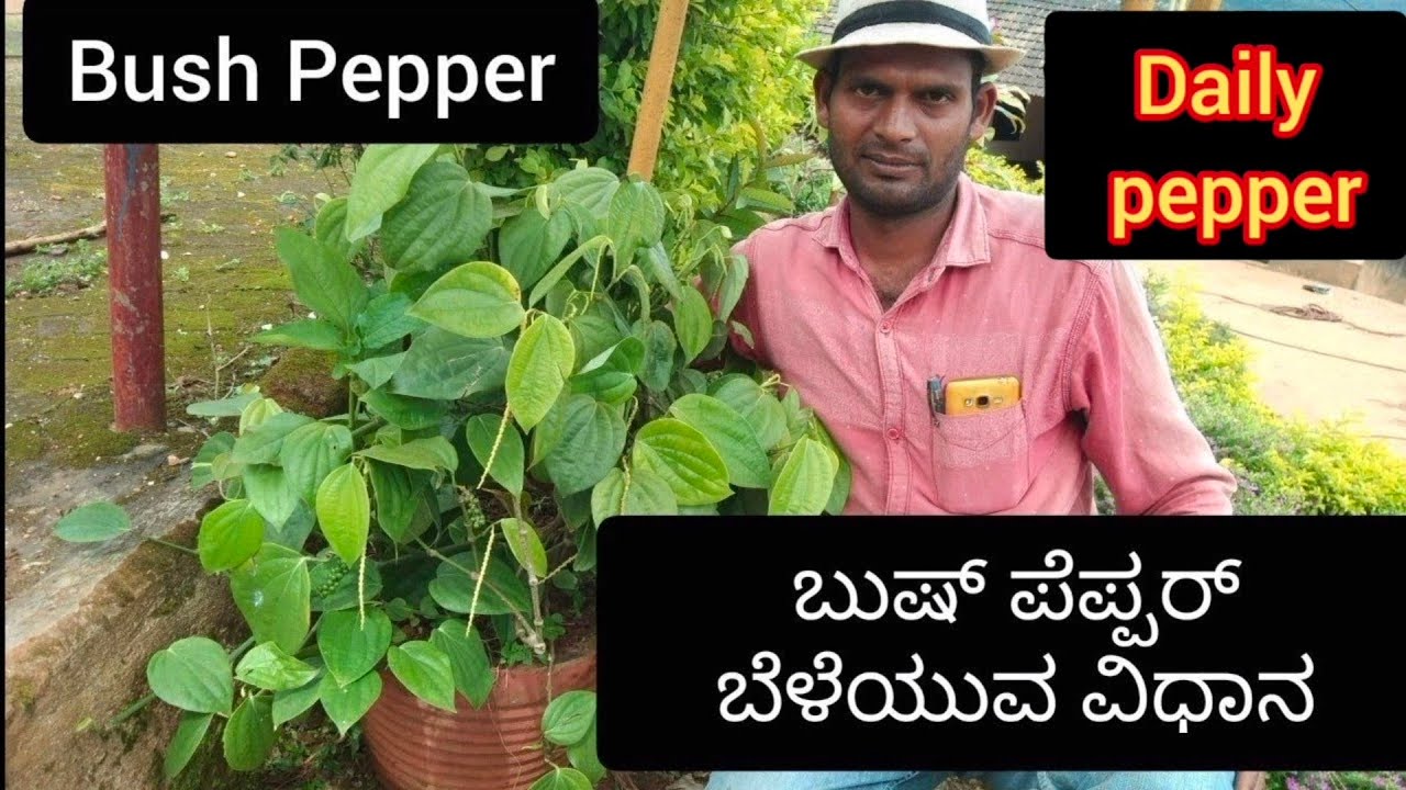 Bush Pepper cultivation / propagation of bush pepper step by step ...