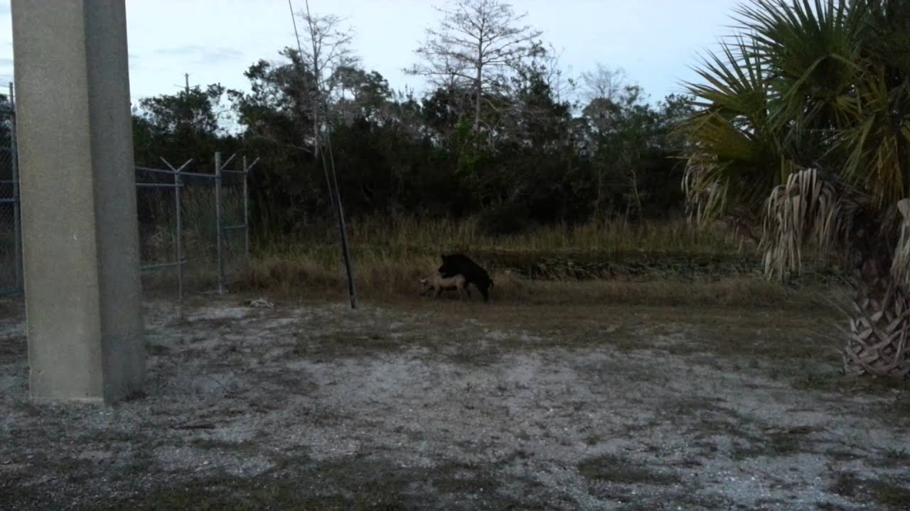 Hogs mating! - YouTube