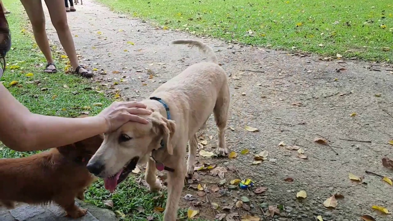 Buddy the golden retriever at bishan dog park (high five) - YouTube