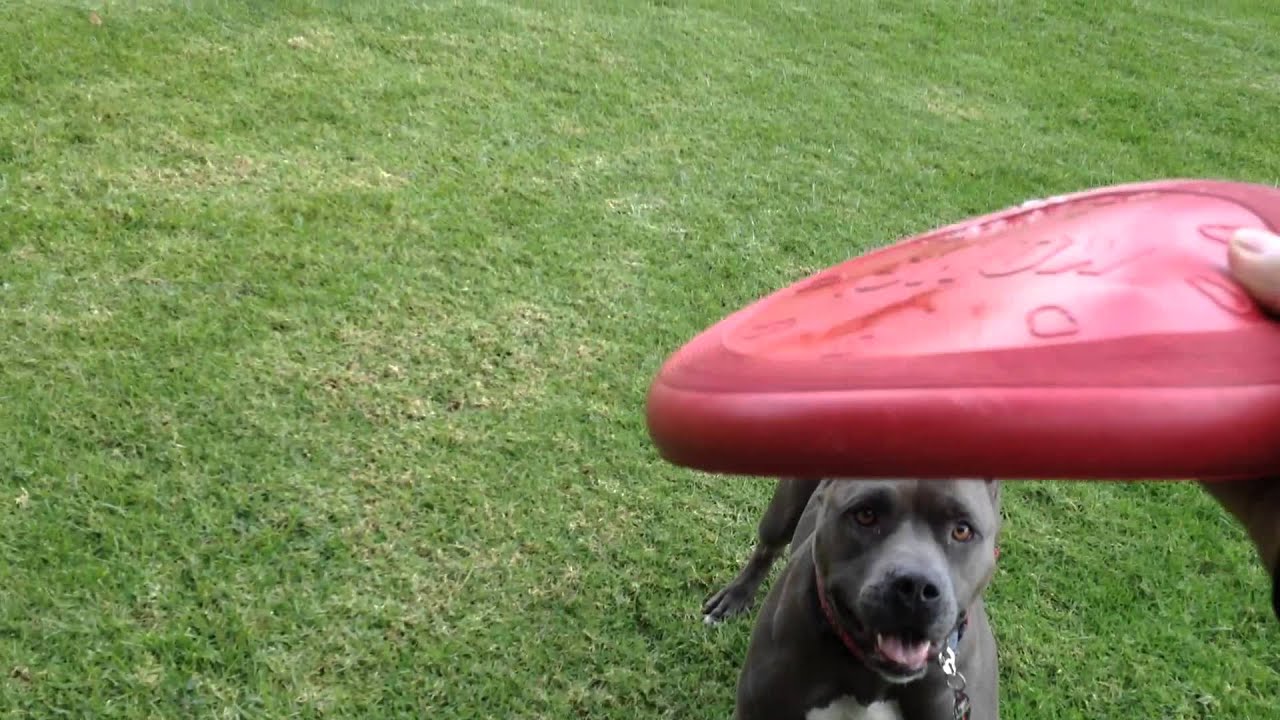 Pit Bull Playing Frisbee - YouTube