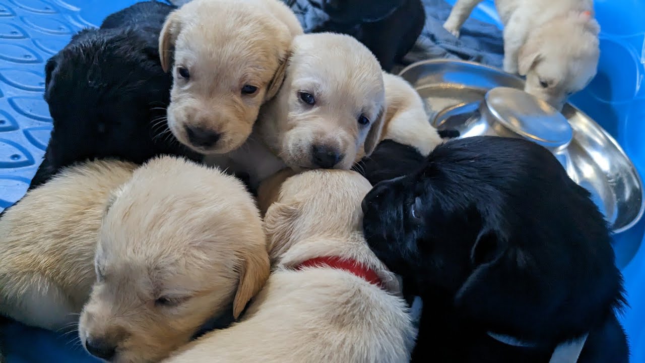 3 week old puppies day - YouTube