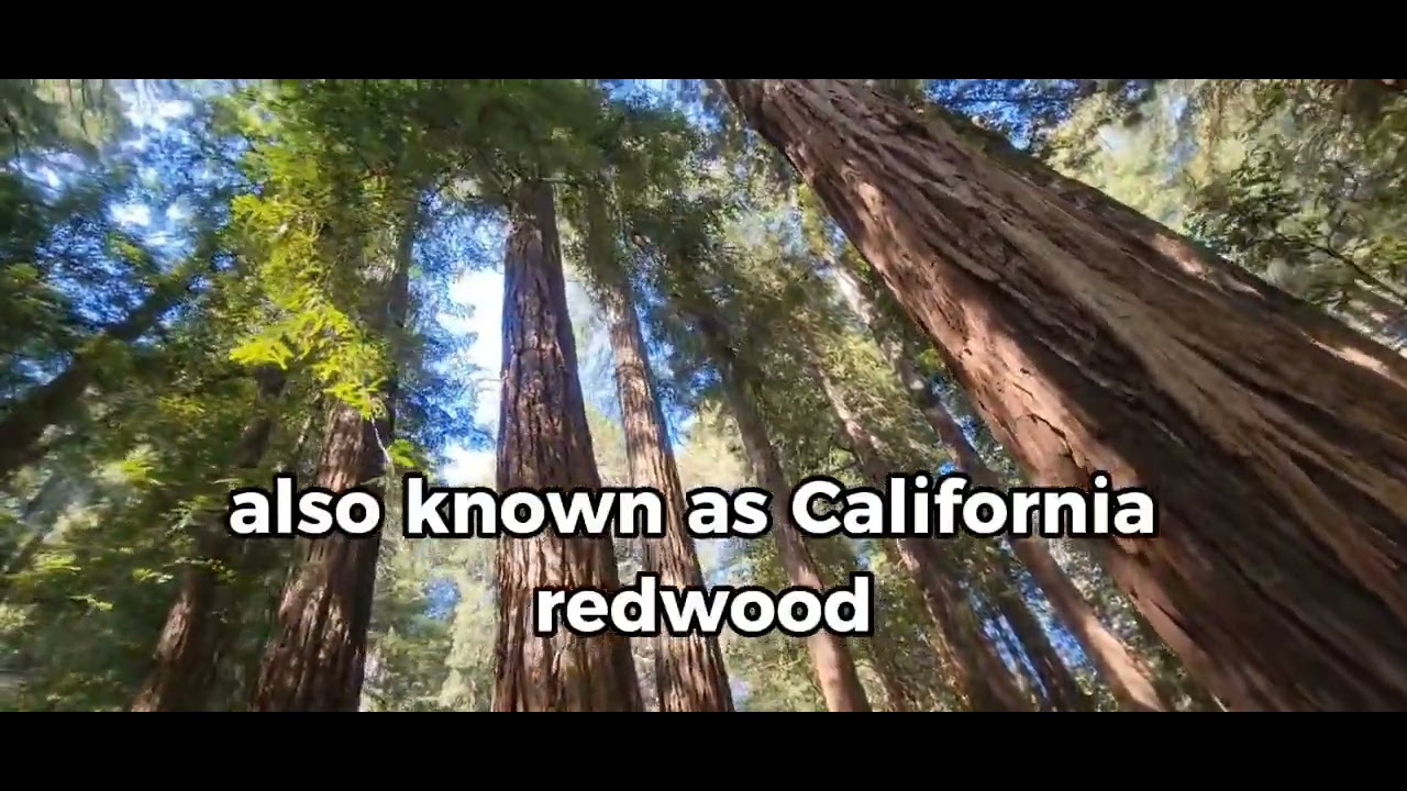 Redwood Trees at Muir Wood National Monument - YouTube